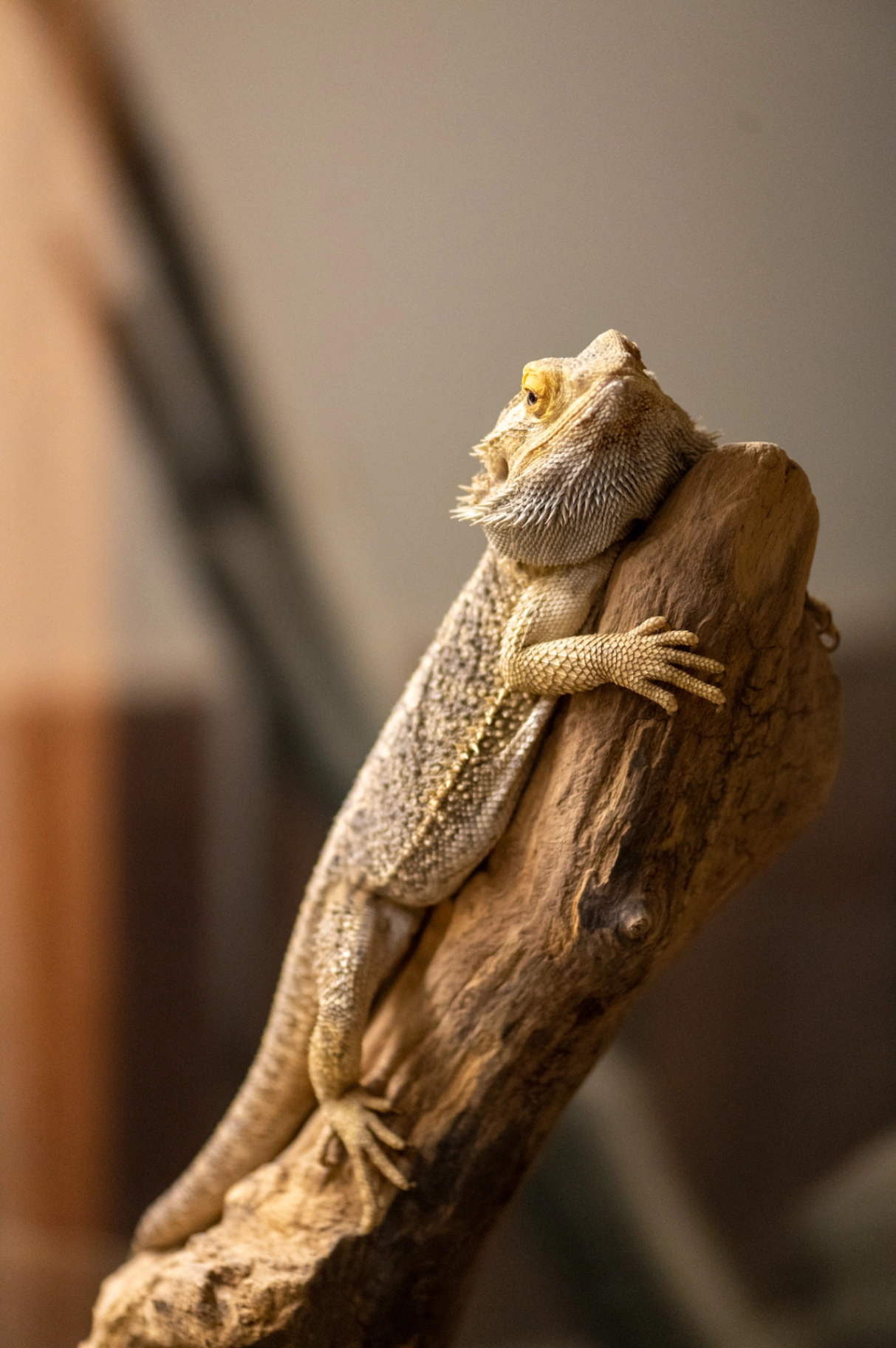 Agame barbu - Touroparc