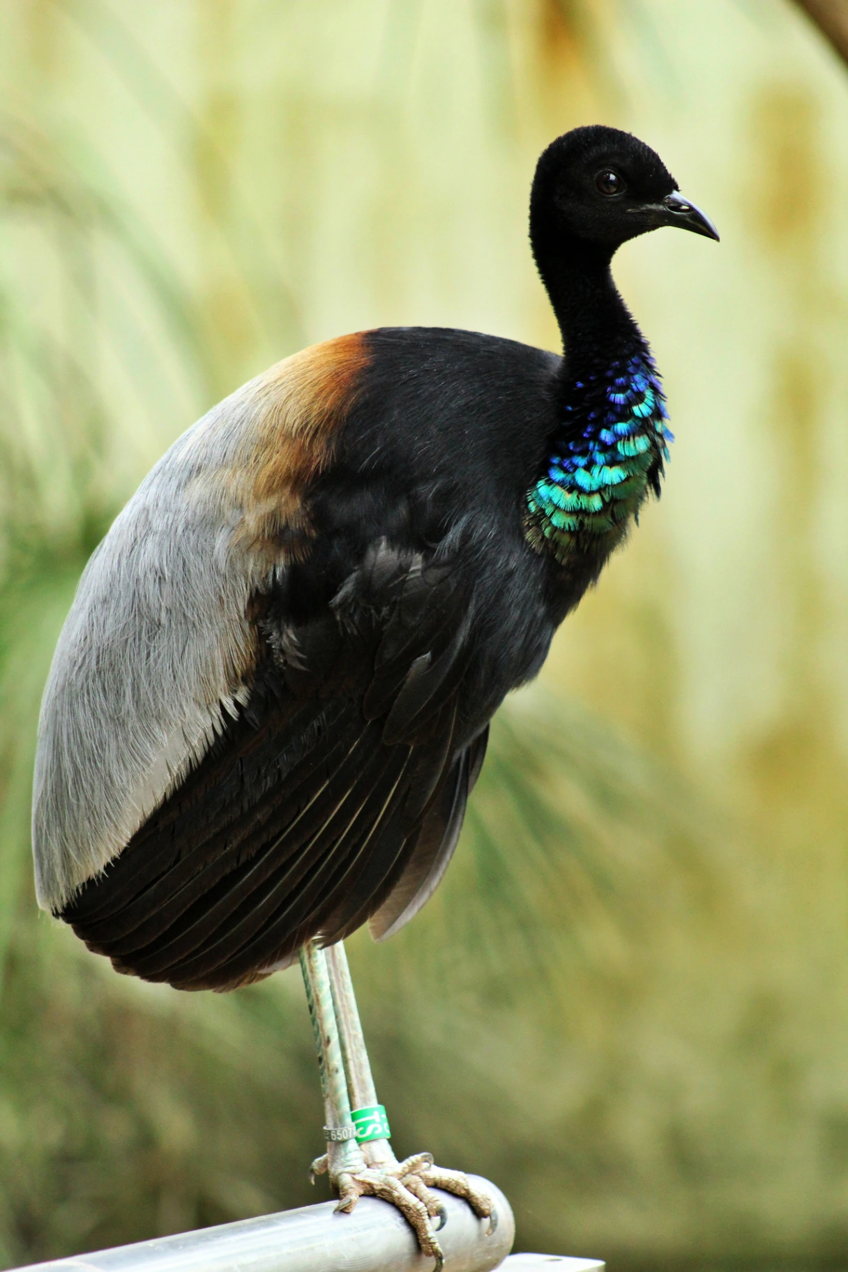 Agami trompette - Touroparc