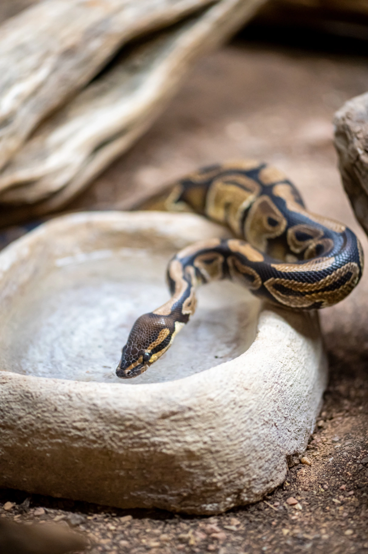 Python royal - Touroparc