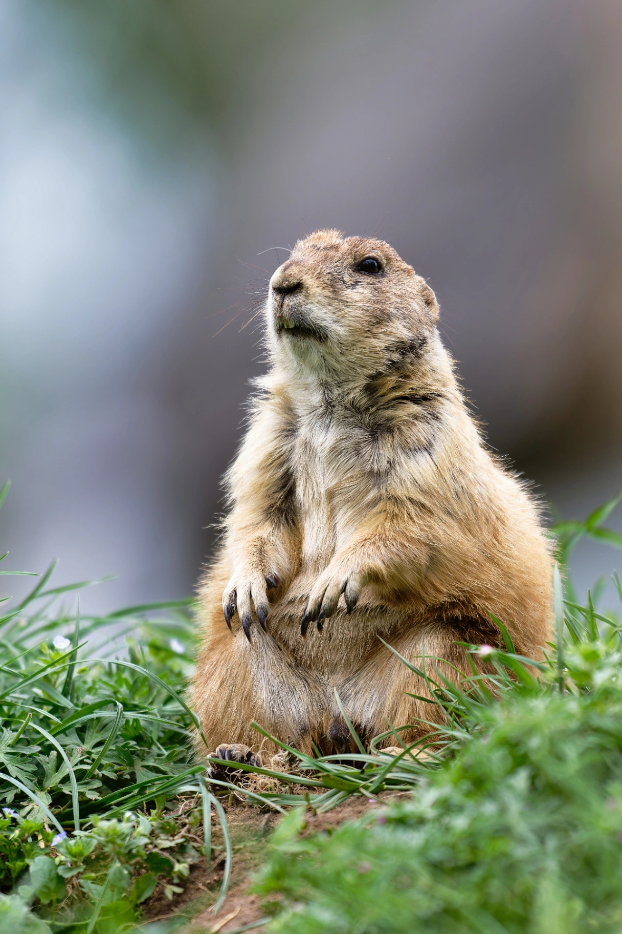 Chien de prairie - Touroparc