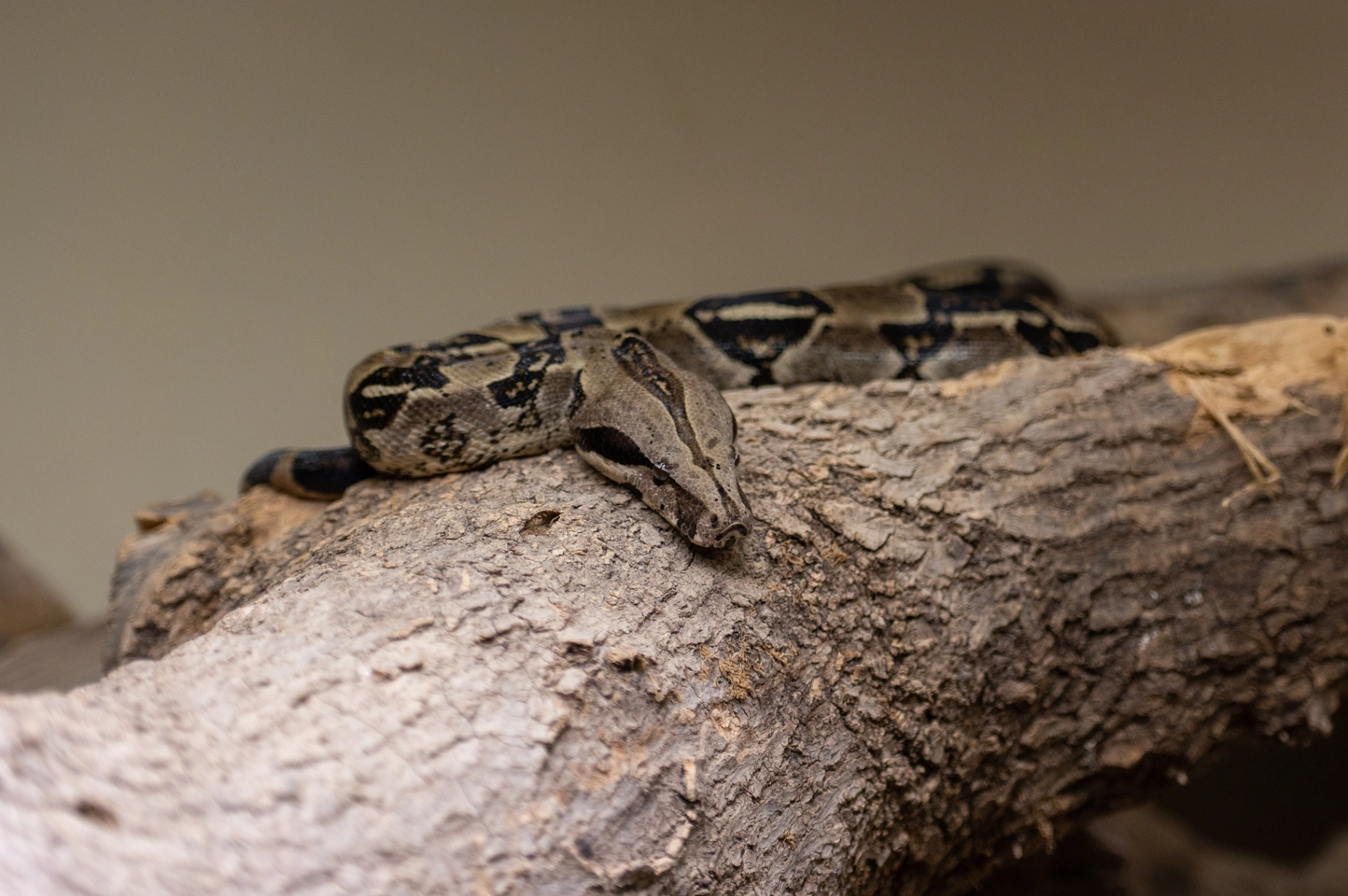 Boa constricteur - Touroparc